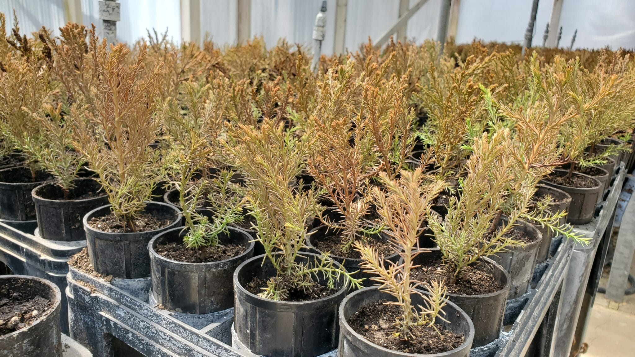 Bank of the Sierra, Sequoia Parks Conservancy, and One Tree Planted ...